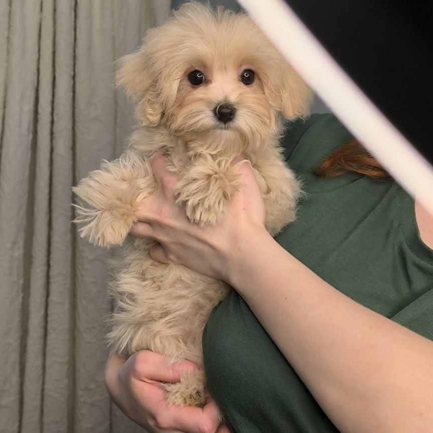 Мальтипу, щенок