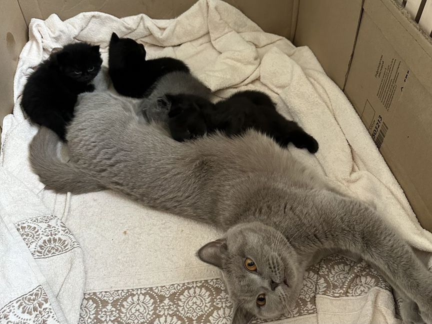 Британские котята