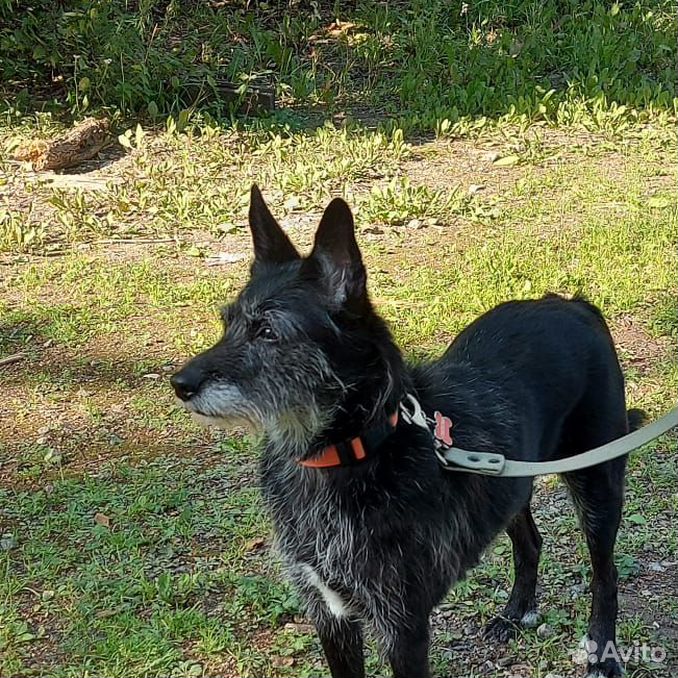 Девочка ищет новый дом