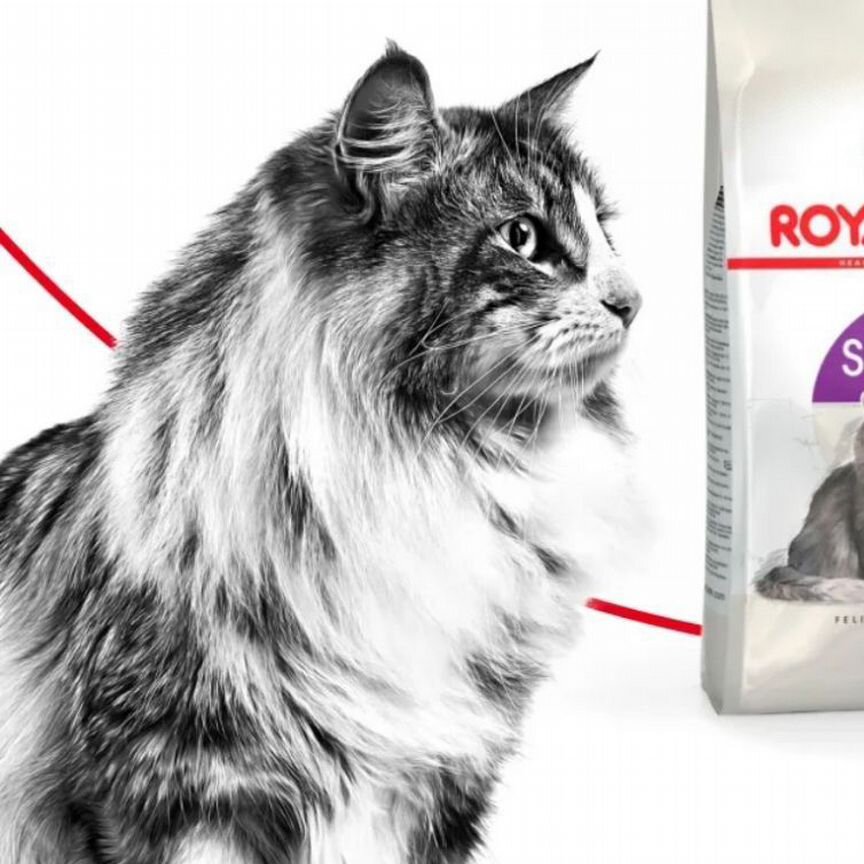 Сухой корм для кошек royal canin