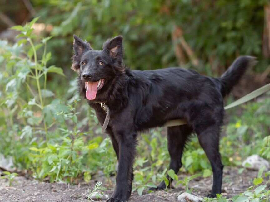 Бельгийская овчарка
