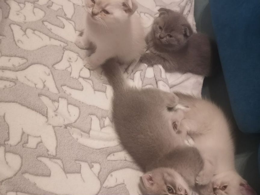 Шотландские вислоухие котята