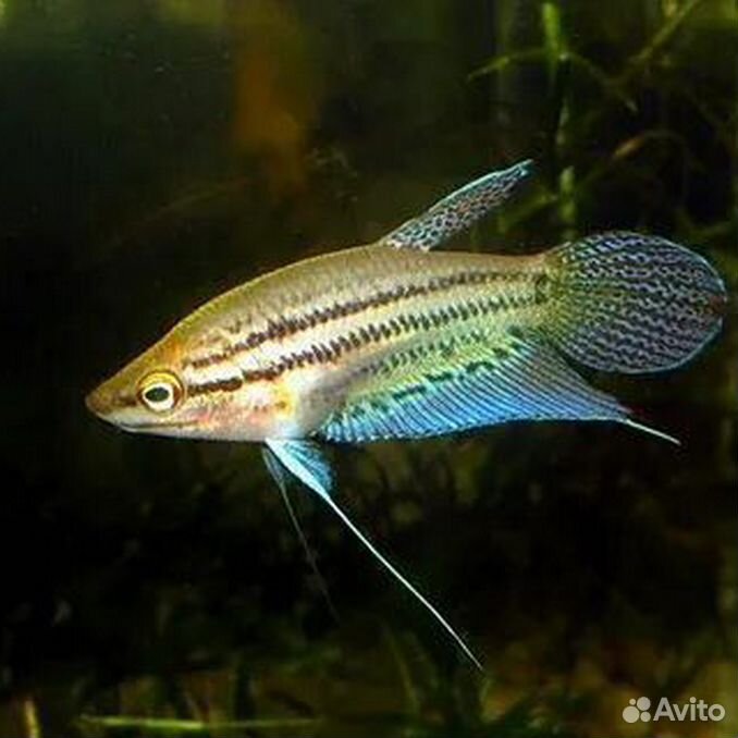 Гурами карликовые искрящийся, лакричные