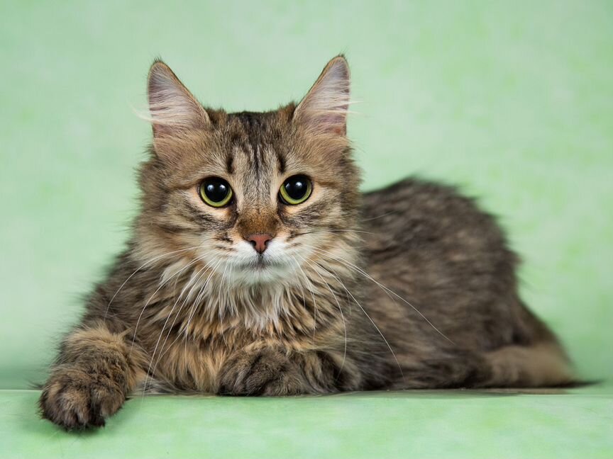 Кошка Фифа в добрые руки