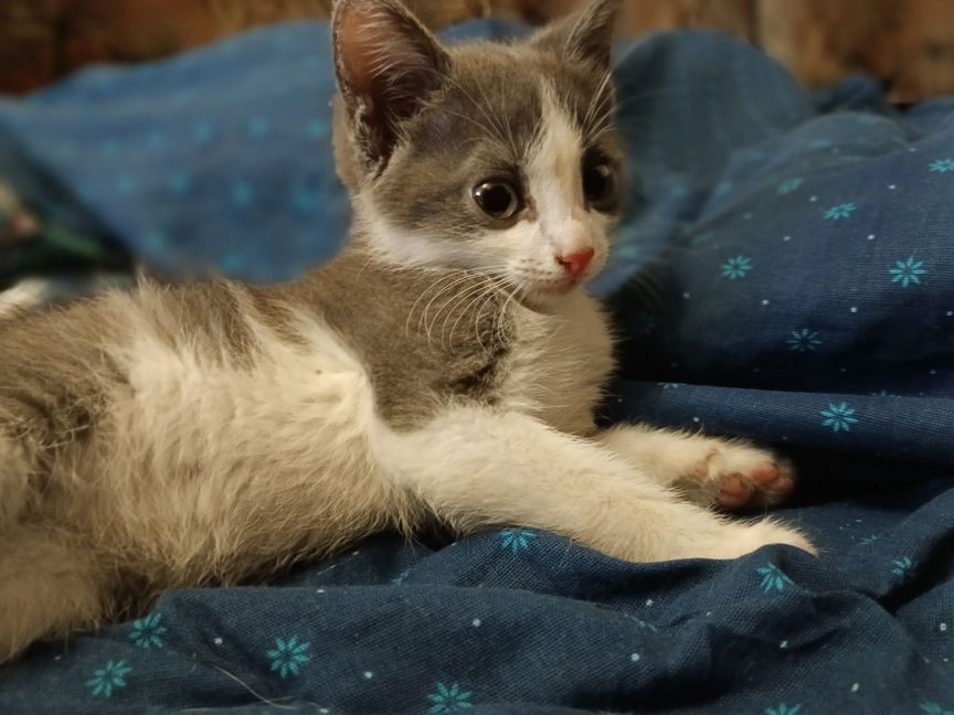 Котенок найден на трассе