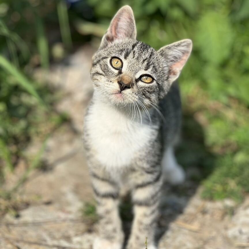 Красивые котята