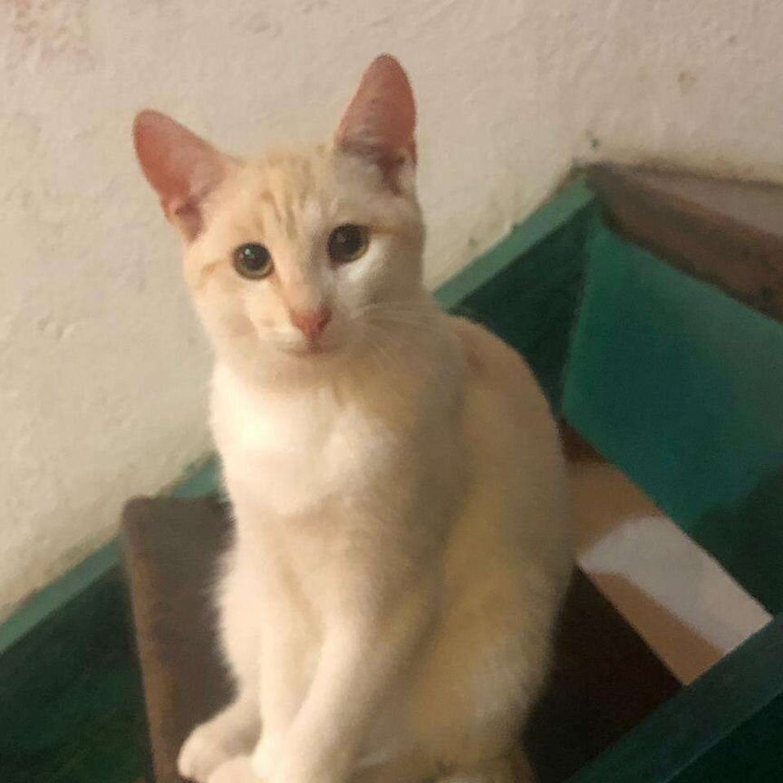 Котик, 7 месяцев, стопроцентный мышелов