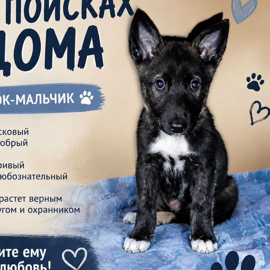 Щенок в добрые руки