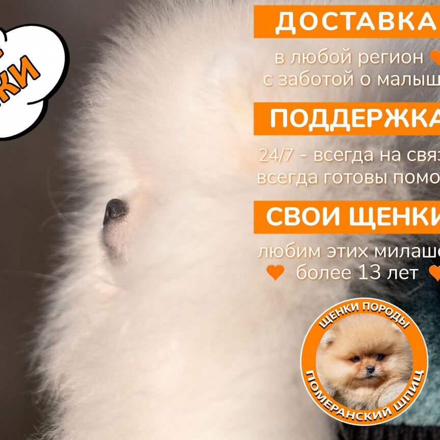 Померанский шпиц, щенок