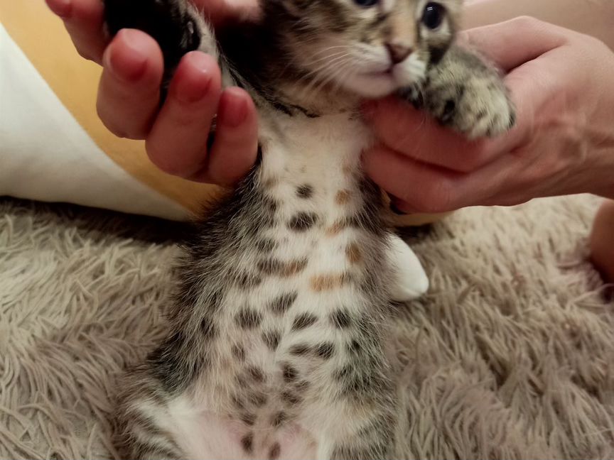 Котята курильский бобтейл