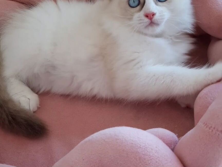 Котята рэгдолл