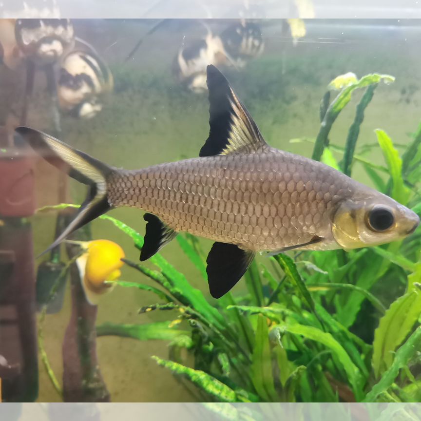 Акулий балу 12см