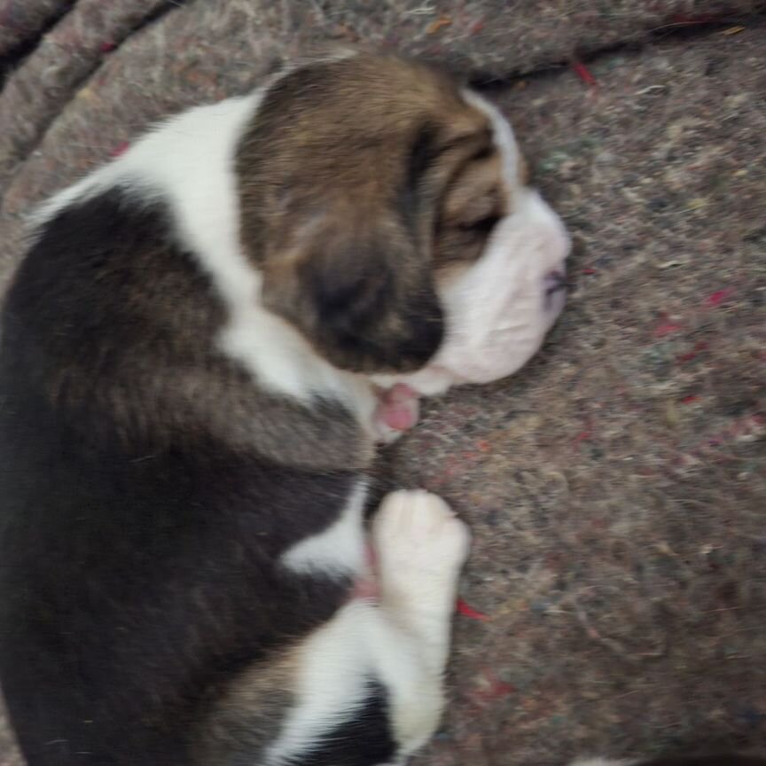 Бигль щенки с документами