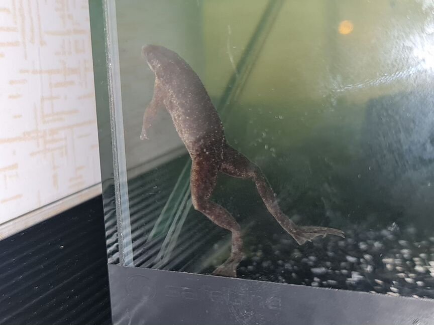 Лягушка гименохориус и улитка