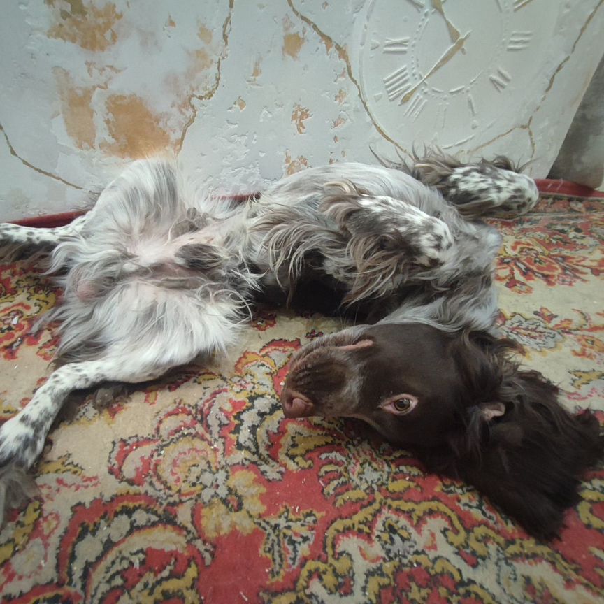 Английский спрингер-спаниель, щенок