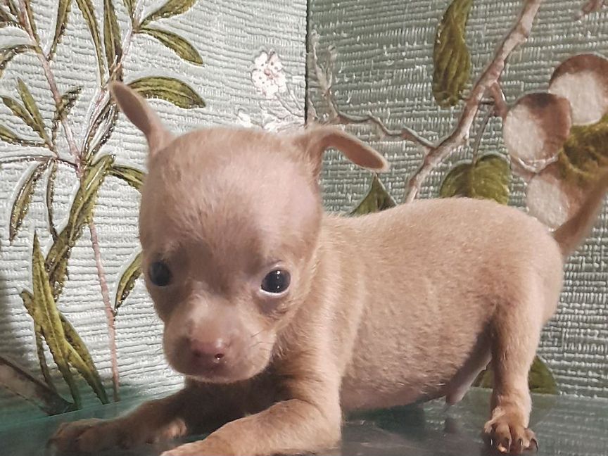 Русский той-терьер