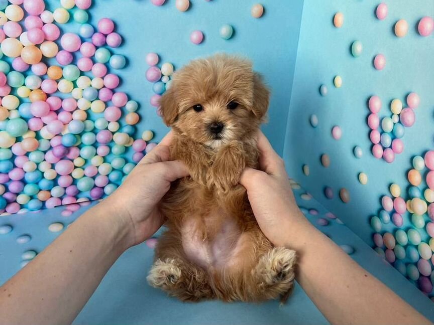 Мальтипу Ф1 мини мальчик