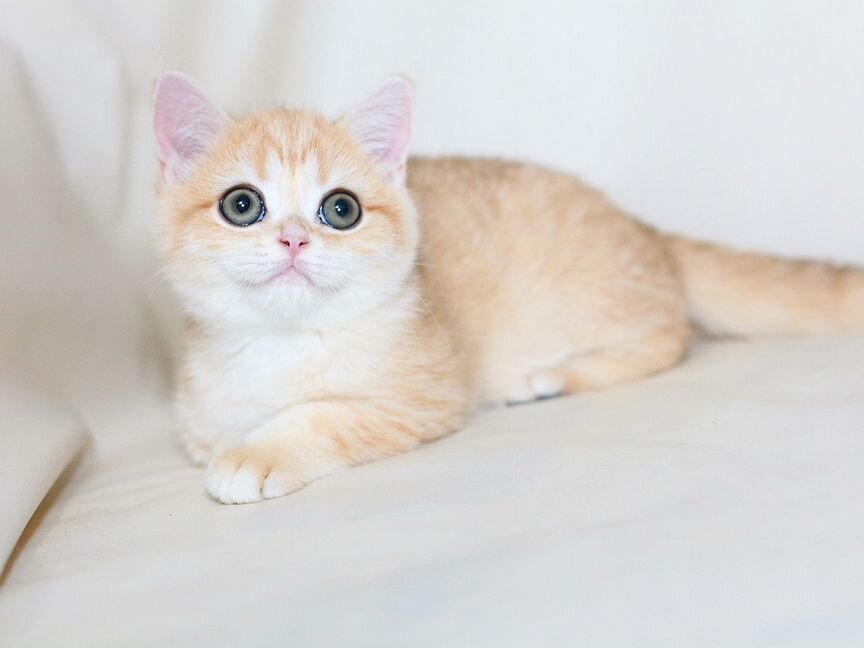 Золотой шотландский мальчуган