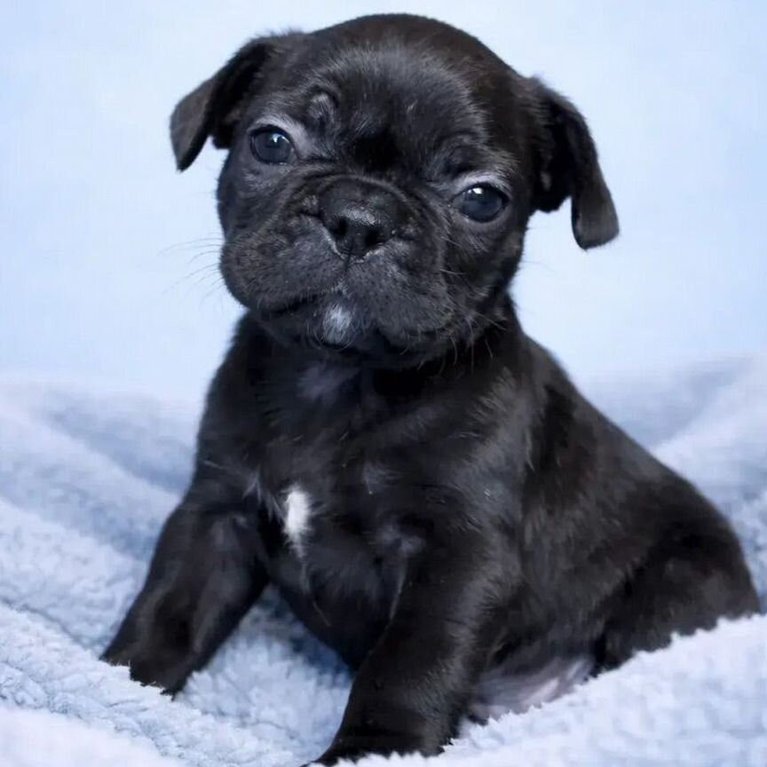 Французский бульдог, щенок