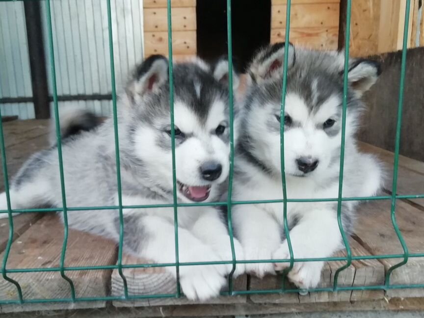 Аляскинский маламут щенки