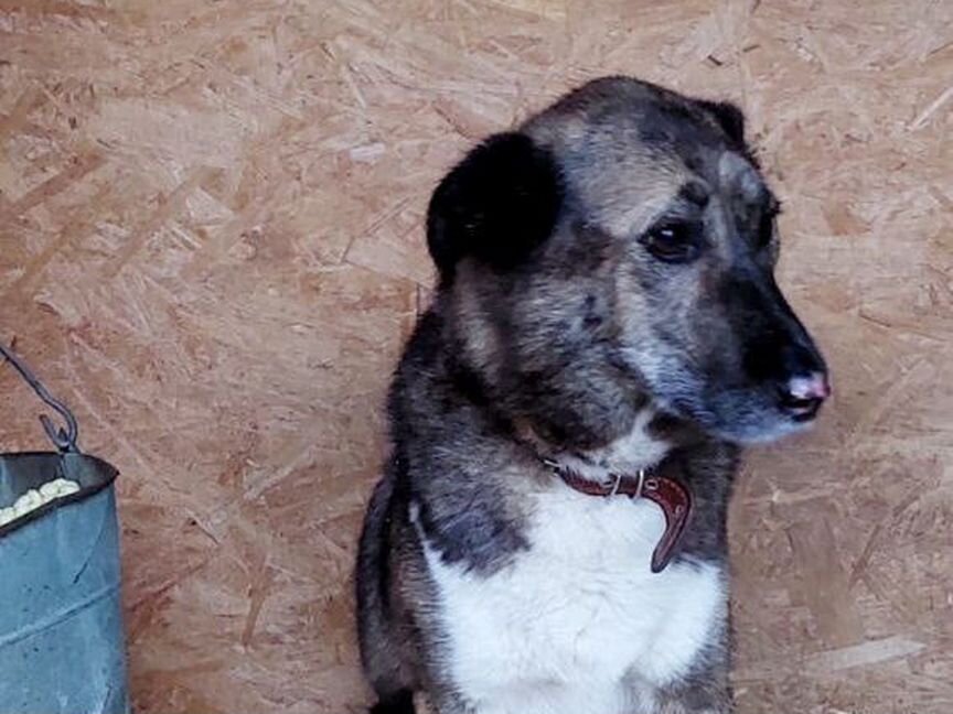 Подарите дом собаке из приюта