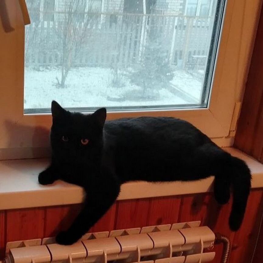 Котик 7 месяцев