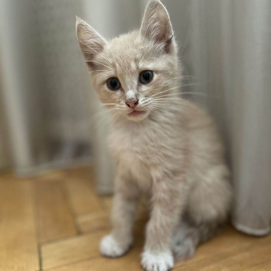 Котенок, 2 месяца, в самые добрые руки