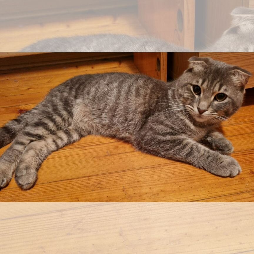 Взрослый кот в добрые руки