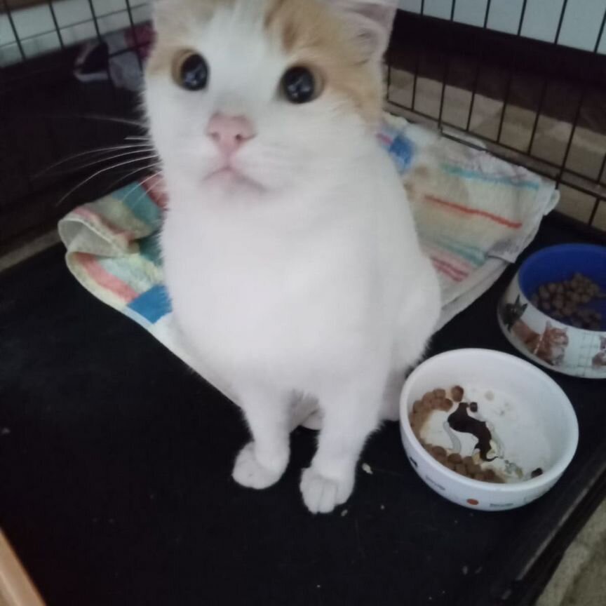 Котик в добрые руки