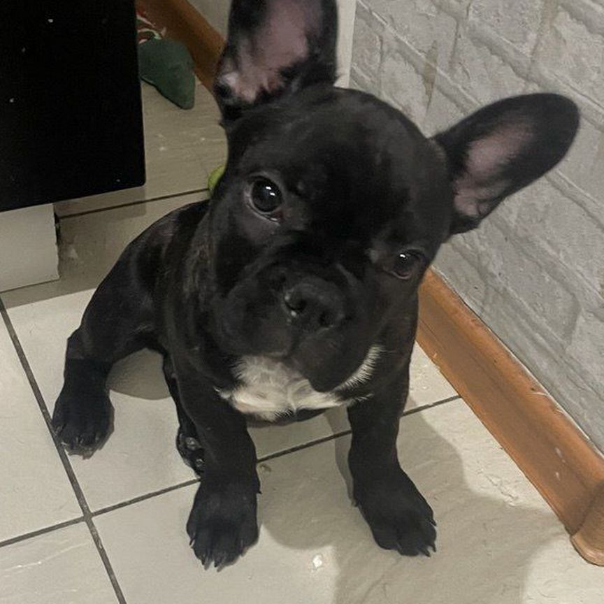 Французский бульдог, щенок