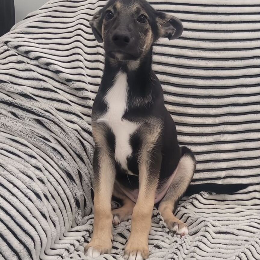 Щенок в добрые руки