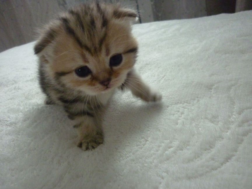 Шотландская