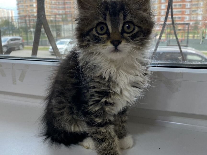 Пушистая девочка котенок 2 месяца осталась одна