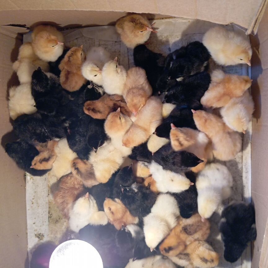 Цыплята домашние