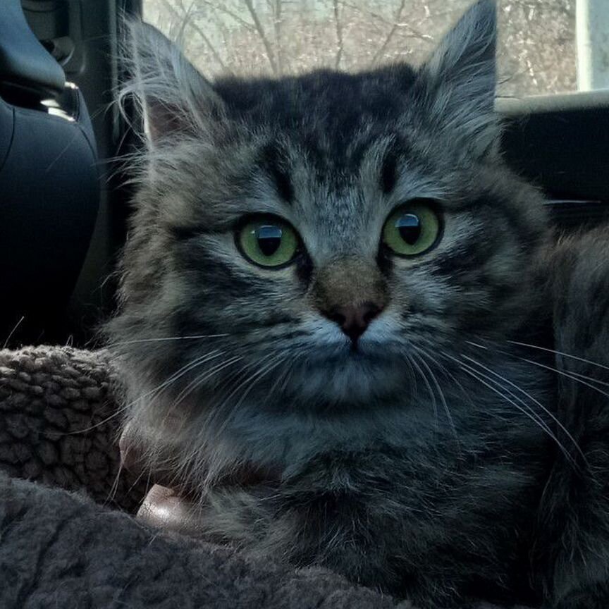 Котята с помойки