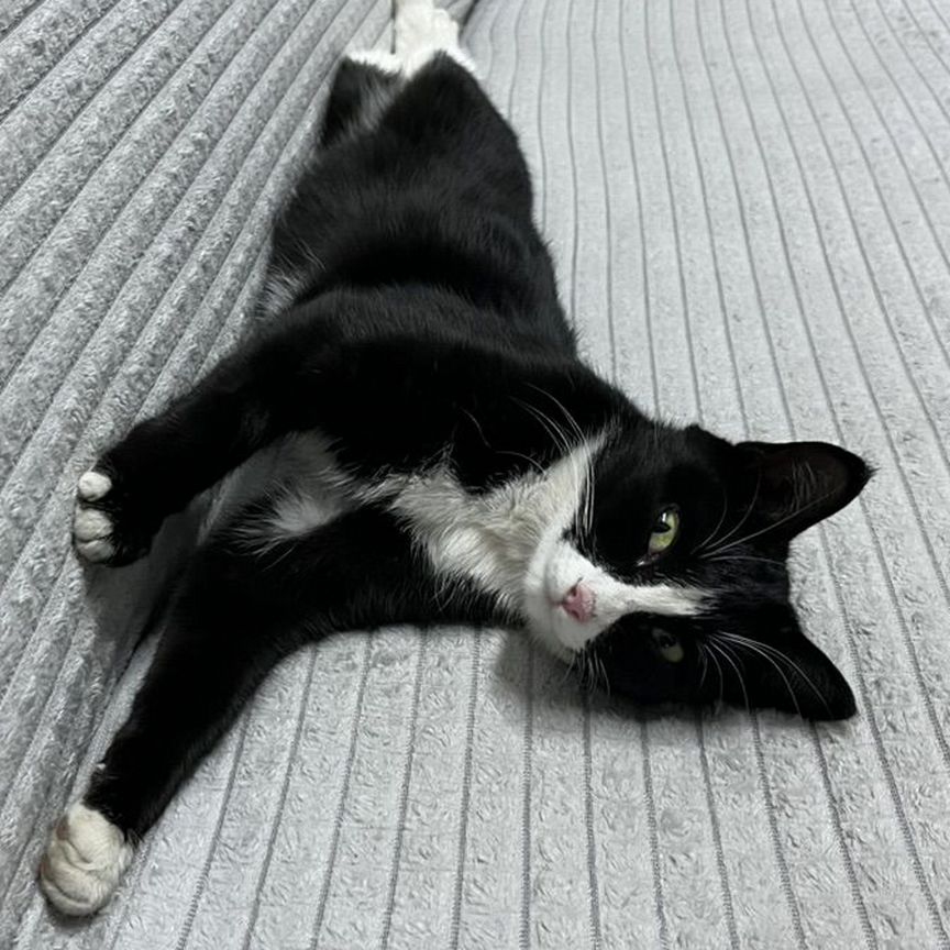 Взрослая кошка в добрые руки