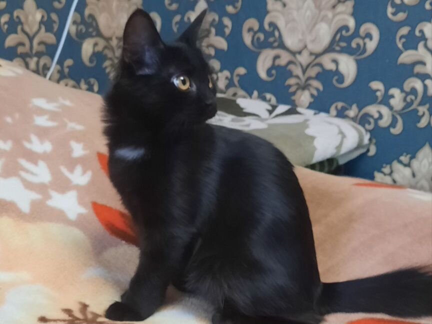 Котята в добрые руки бесплатно