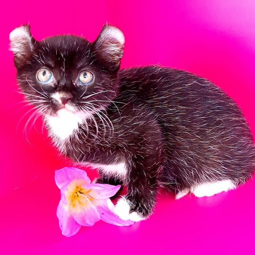 Девочка американский кёрл