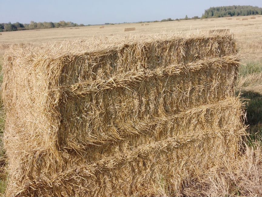 Салома в брикетах