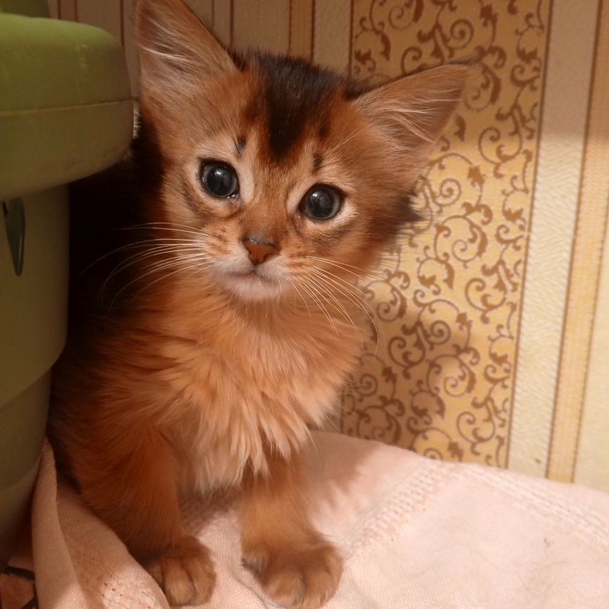 Котёнок Сомали