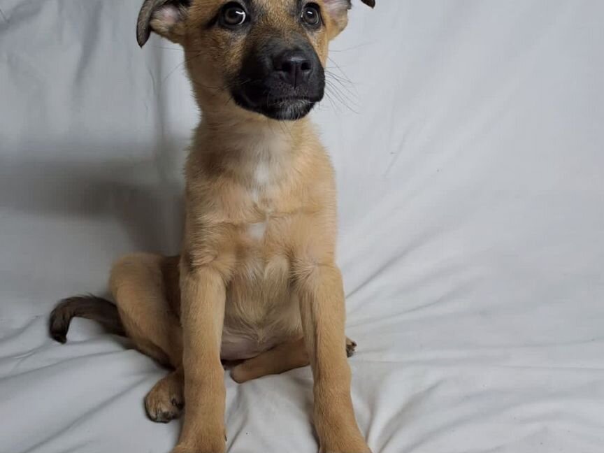 Идеальный и воспитанный щенок