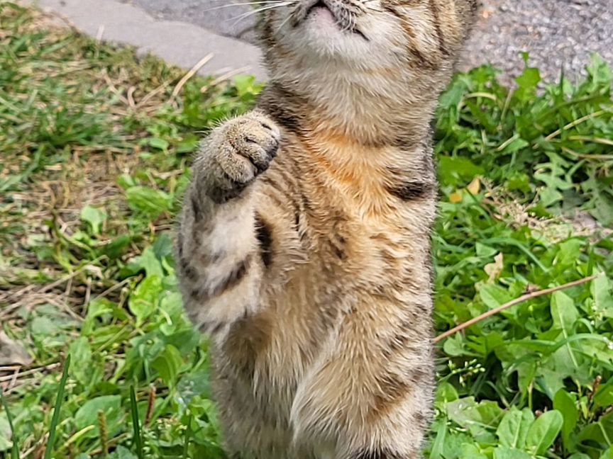 Кошка ищет дом