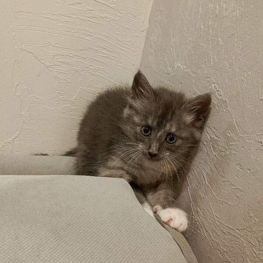 Кошка