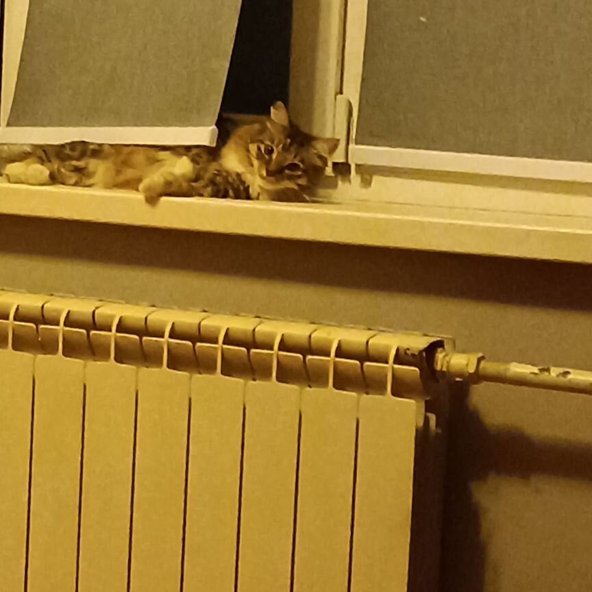 Молодая кошечка в дар
