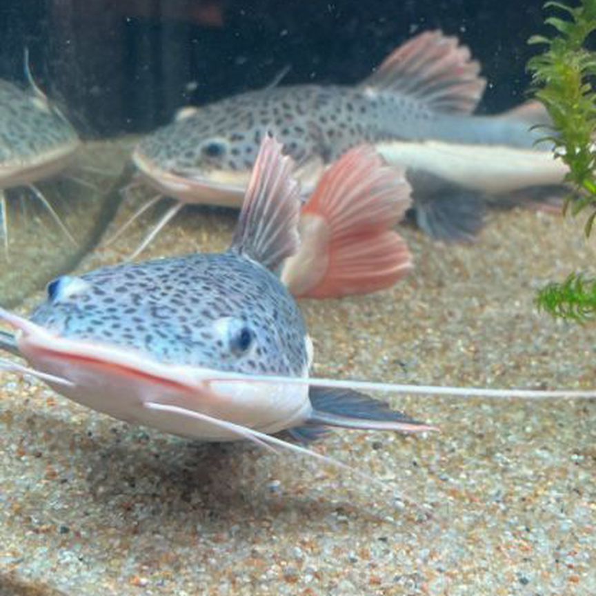 Краснохвостый сом