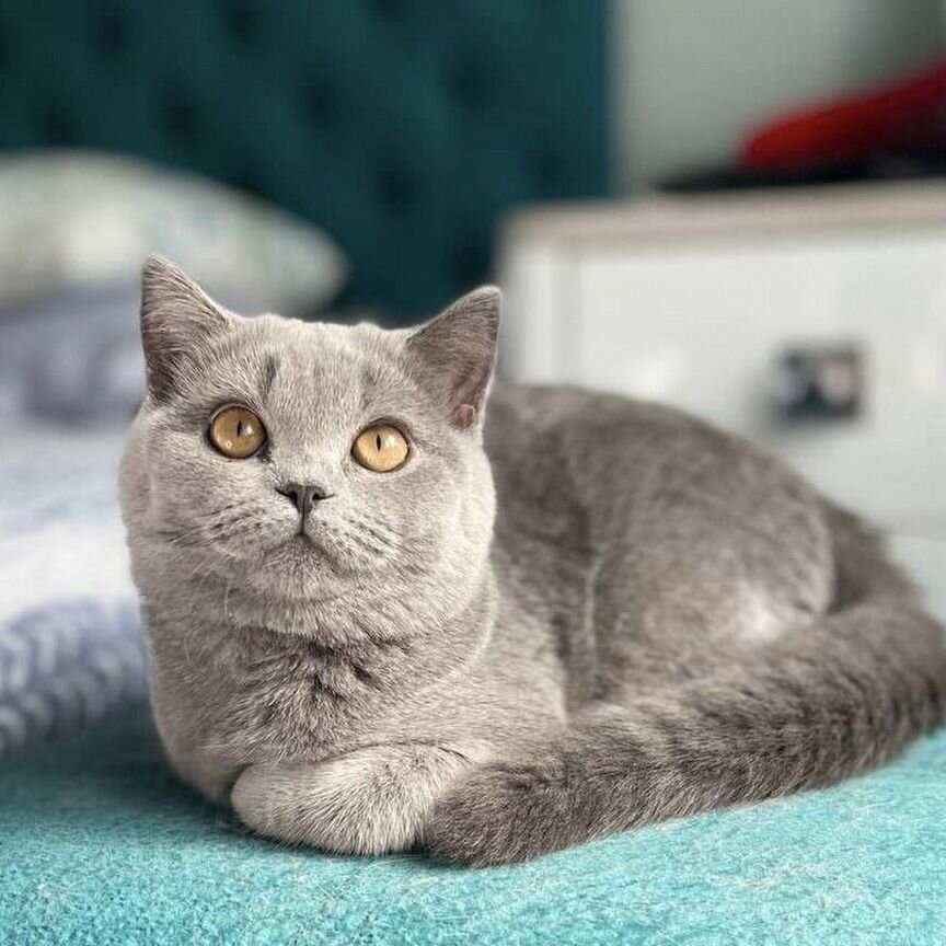 Шотландская кошка
