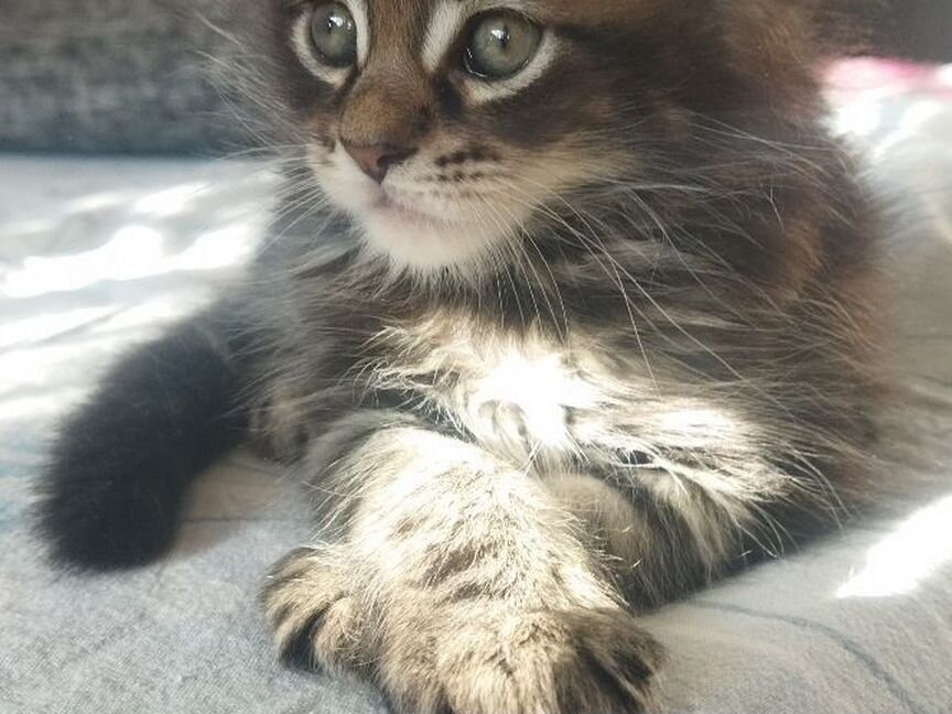 Мейн-кун премиум