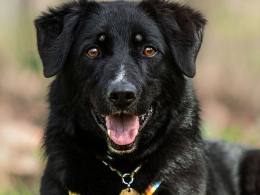 Собака в добрые руки