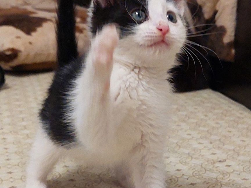 Котёнок мальчик красивый добрый ручной