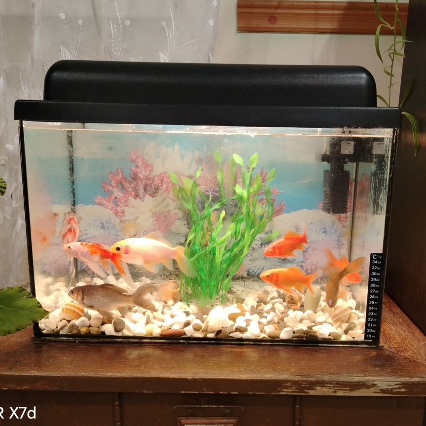 Аквариум с рыбками